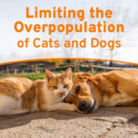 Limiting the Overpopulation of Cats and Dogs - Rogue Valley Street Dogs